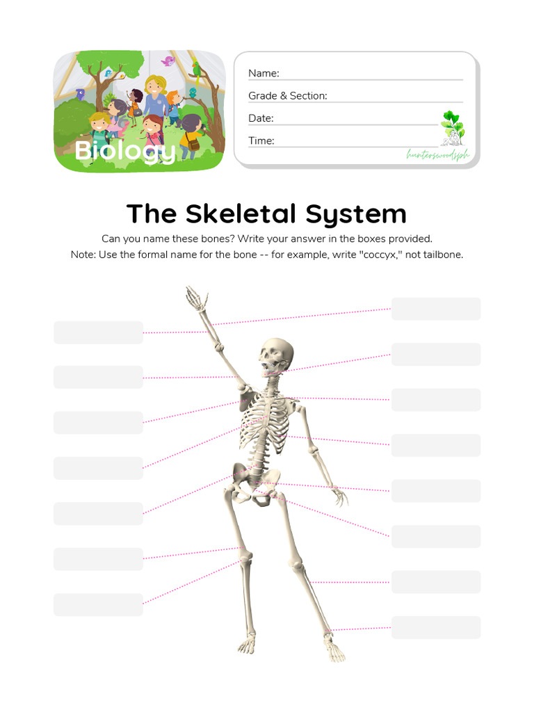 HuntersWoodsPH Skeletal System Bones Naming Worksheet | PDF