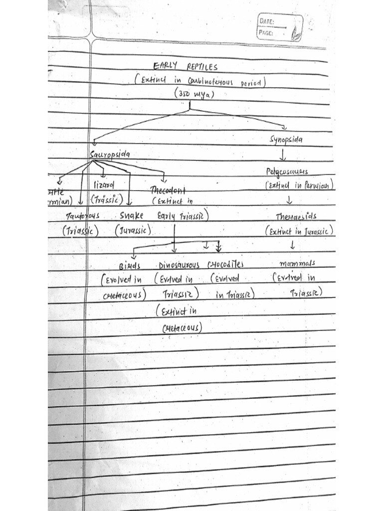 Evolution Diagram | PDF