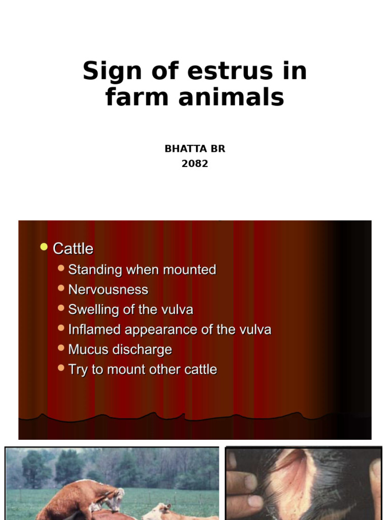 Estrus Signs and Synchronization in Farm Animals | PDF | Ovary ...