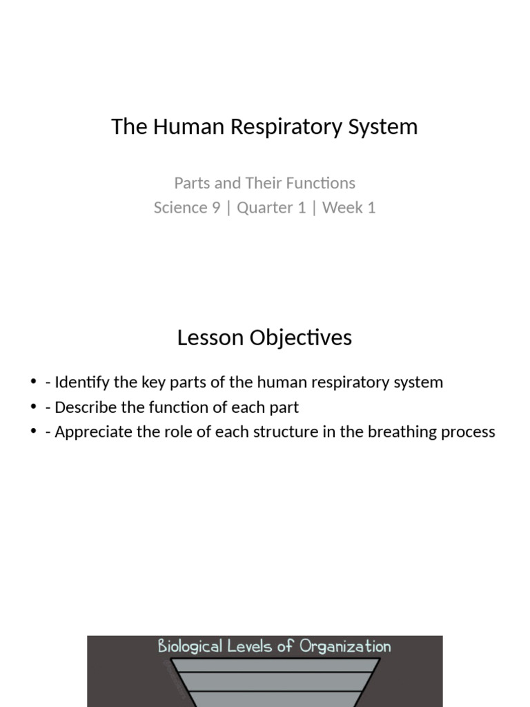 QUIZ 1-Respiratory - System - Lesson - Monday | PDF