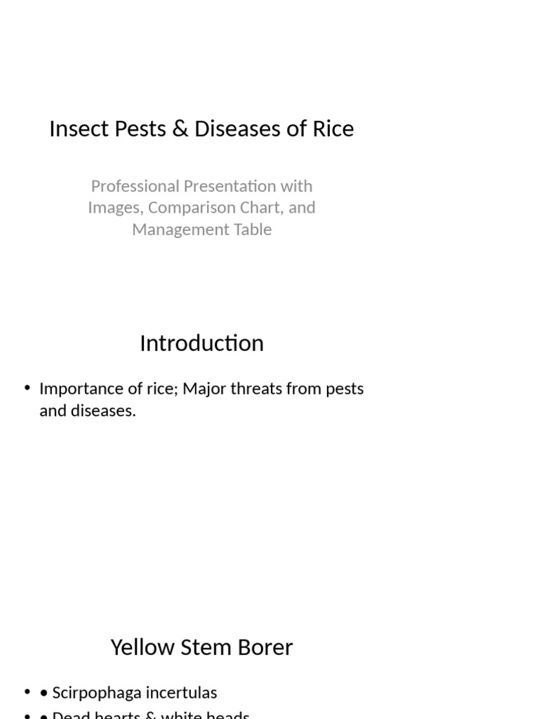 Insect Pests and Diseases of Rice | PDF | Rice | Pest (Organism)