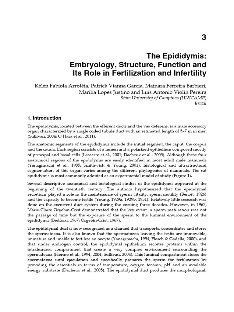 InTech-The Epididymis Embryology Structure Function and Its Role in ...