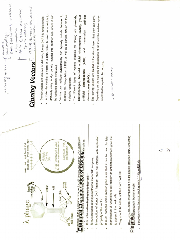 Cloning Vector | PDF | Vector (Molecular Biology) | Plasmid