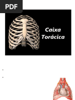 Anatomia da Caixa Torácica e Ossos | PDF | Vértebra | Sistema Locomotor