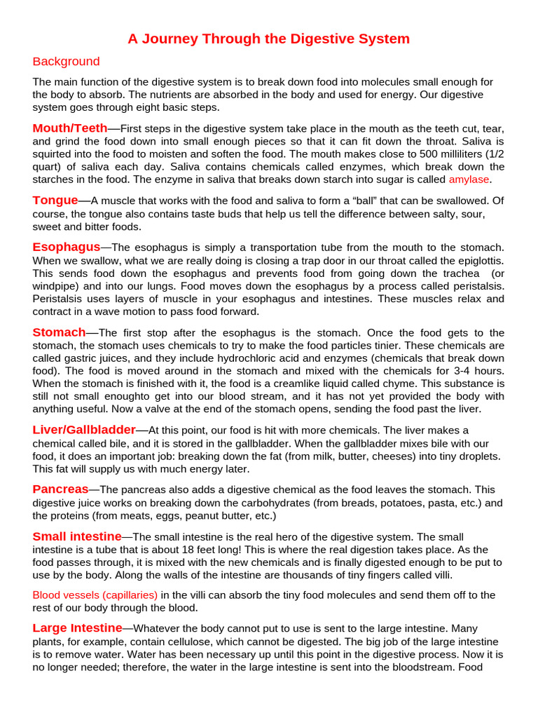 A Journey Through The Digestive System | PDF | Digestion | Human ...