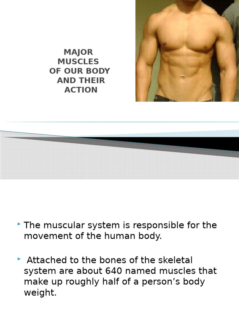 Major Muscles and Their Action | PDF | Elbow | Anatomical Terms Of Motion