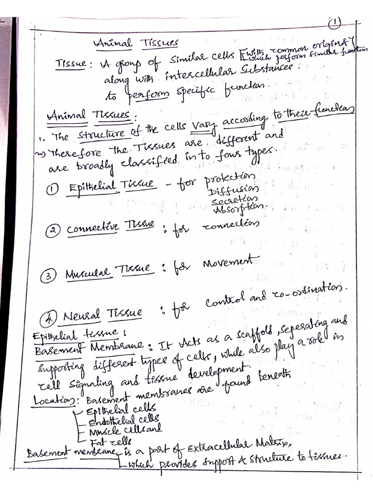 Epithelial Tissues | PDF