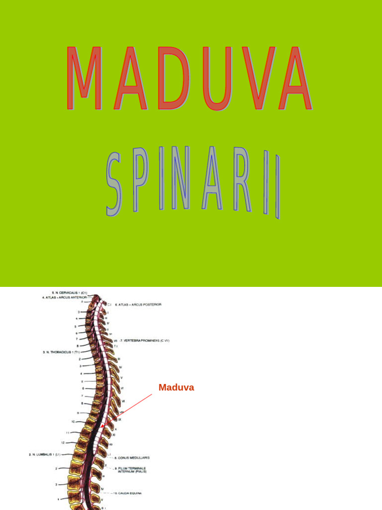05 Maduva | PDF