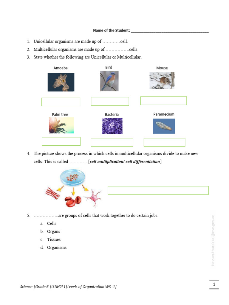 Levels of Organization | PDF | Tissue (Biology) | Cell (Biology)