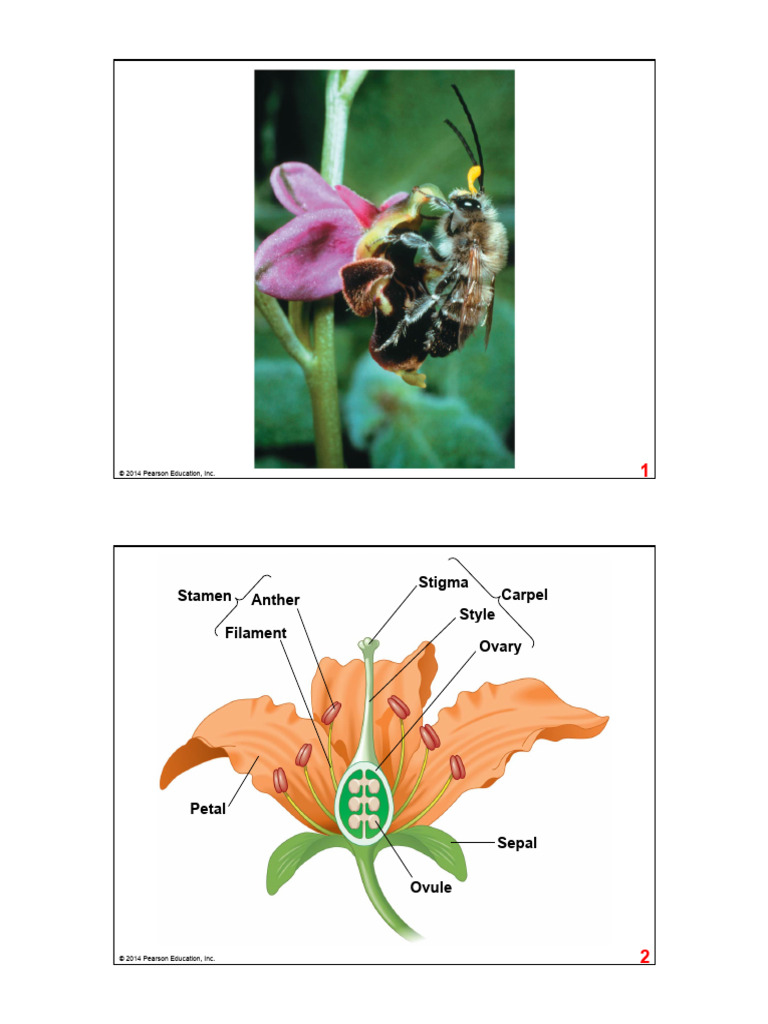 Flower Structure and Pollination Processes | PDF | Fruit | Flowers