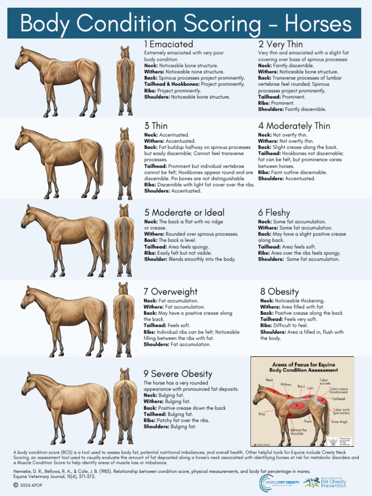 Body Condition Scoring - Horses | PDF | Vertebra