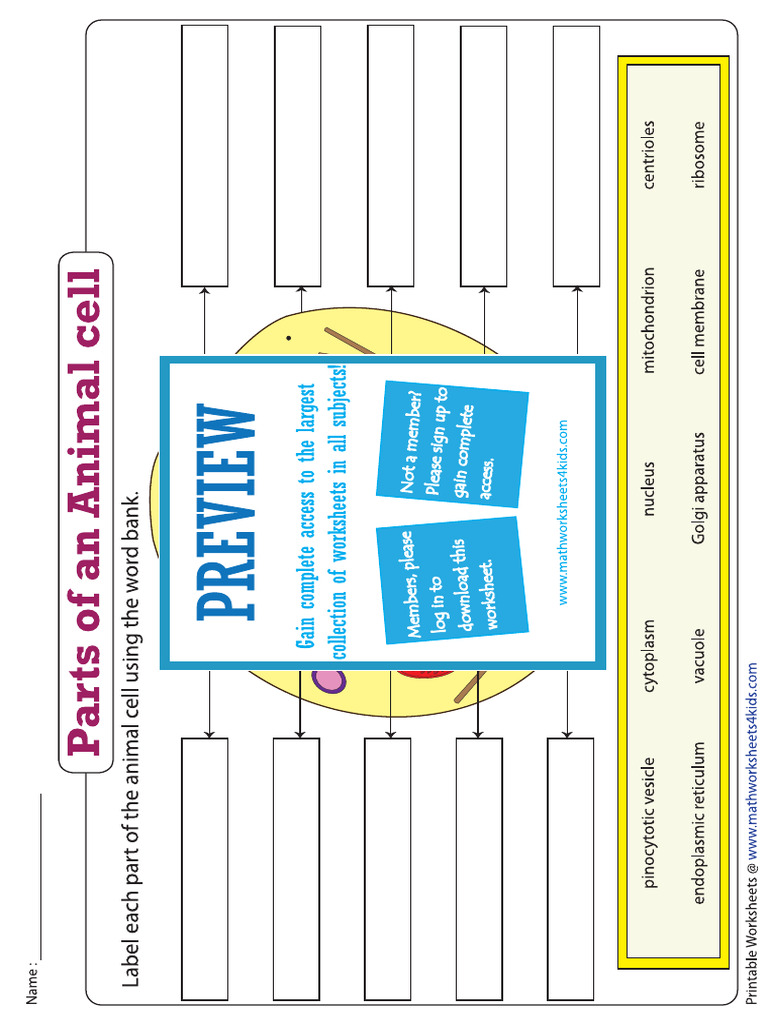 Animal Cell Word Bank | PDF