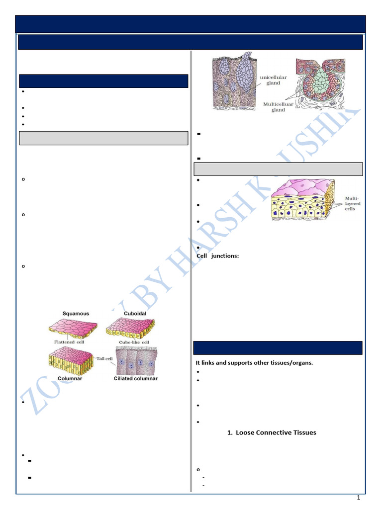 Overview of Animal Tissues Types | PDF | Epithelium | Muscle