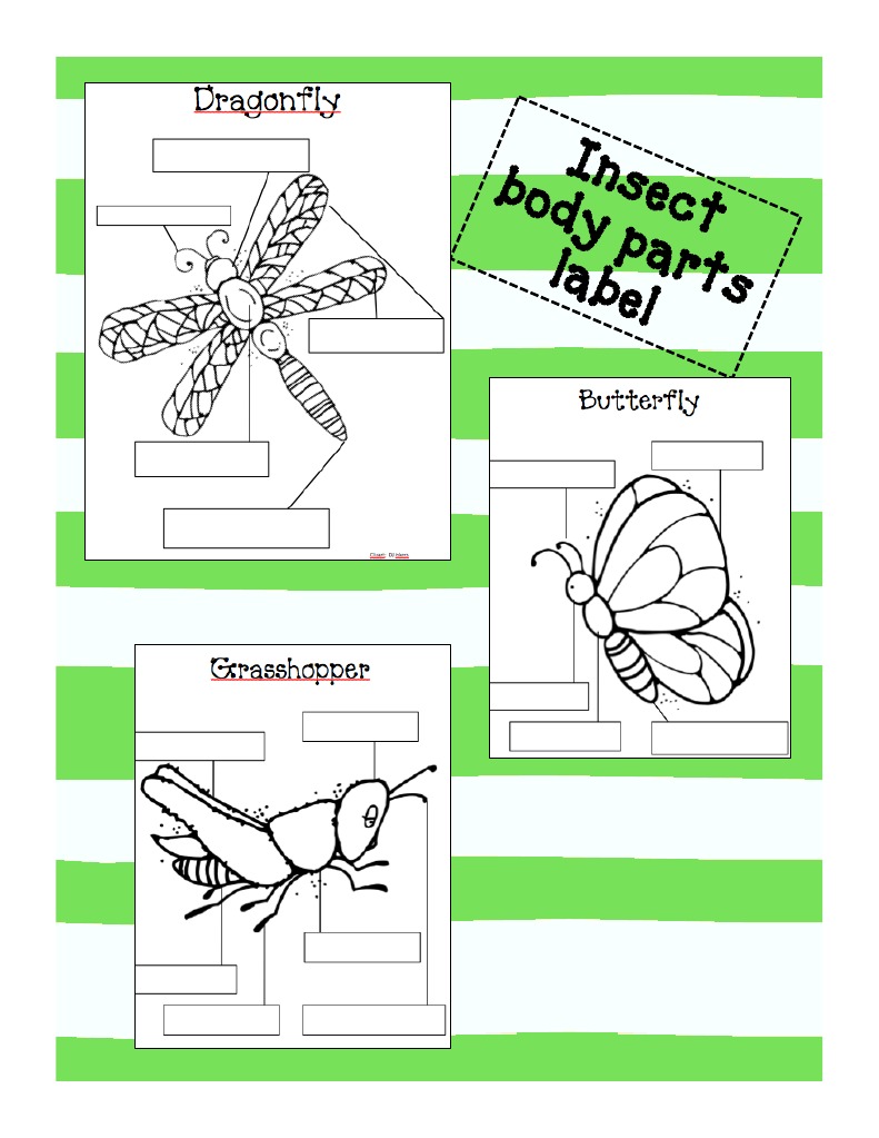 Insects Label