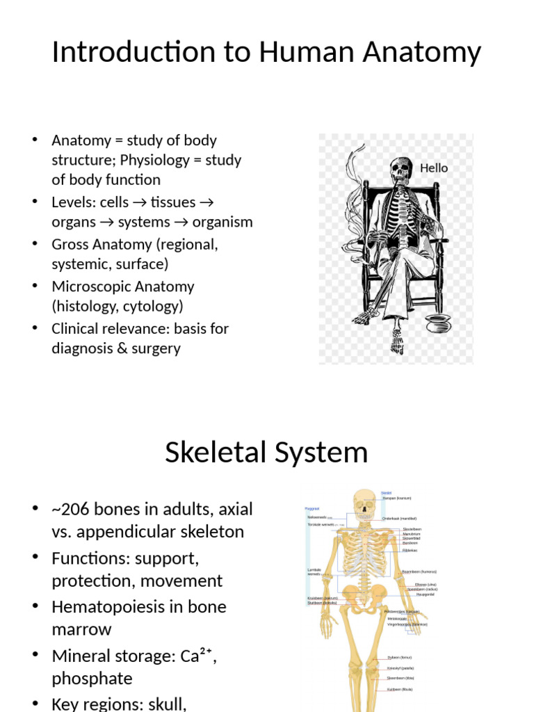 Overview of Human Anatomy Systems | PDF