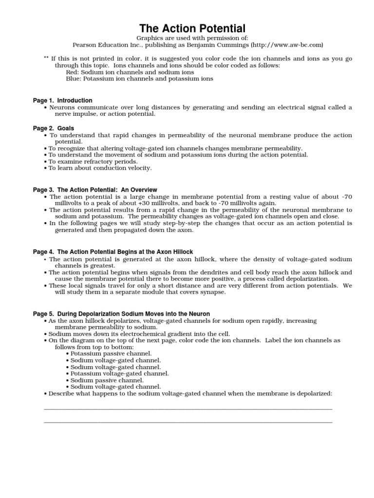 The Action Potential: Page 1. Introduction | PDF | Action Potential ...