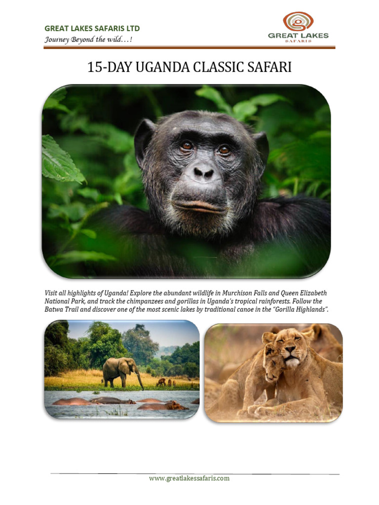 Cheetah Mating Insights in Uganda Safari | PDF | Chimpanzee