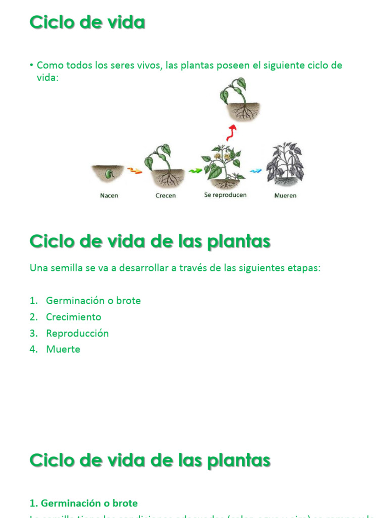 Ciclo de Vida de las Plantas: Etapas Clave | PDF
