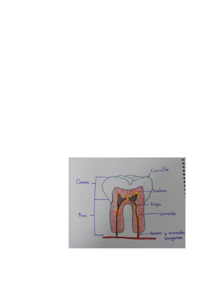 Anatomía del Diente: Partes Clave | PDF | Diente humano | Diente