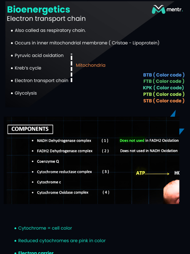 Electron Transport Chain | PDF | Cellular Respiration | Electron ...