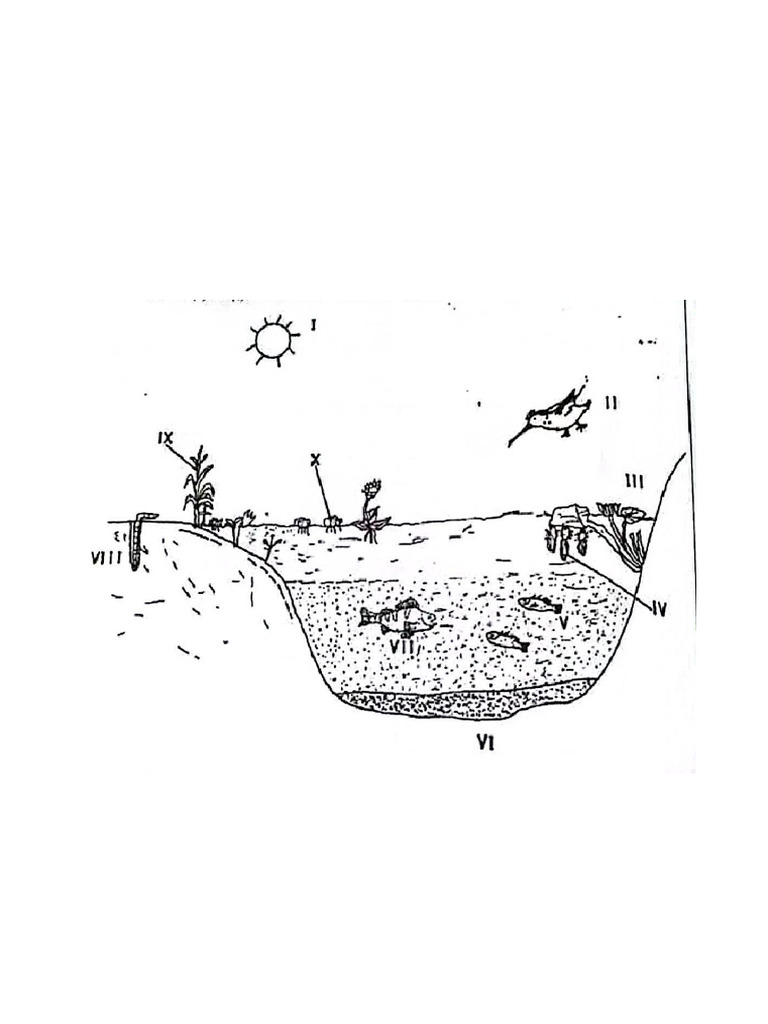 Aquatic Ecosystem Biology Exam Guide | PDF | Ecosystem | Ecology