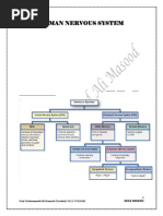 Brain Parts Labeling Worksheets | PDF | Brain | Human Brain