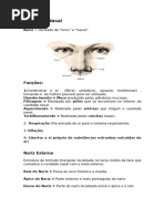 Anatomia do Nariz: Estruturas e Funções | PDF | Morfologia (Biologia ...