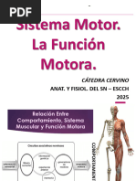 Fisiología del Tono Muscular Explicada | PDF | Músculo | Neurona