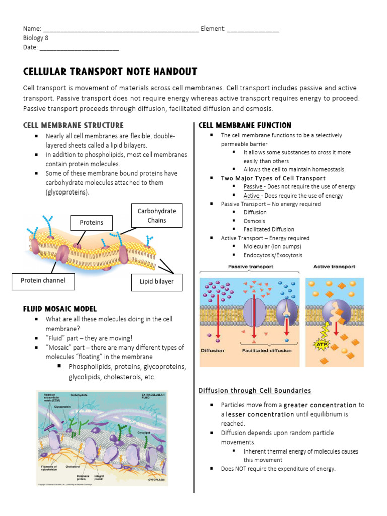 Active and Passive Cell Transport | PDF | Cell Membrane | Osmosis