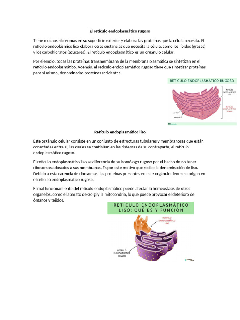 El Retículo Endoplasmático Rugoso y Liso | PDF