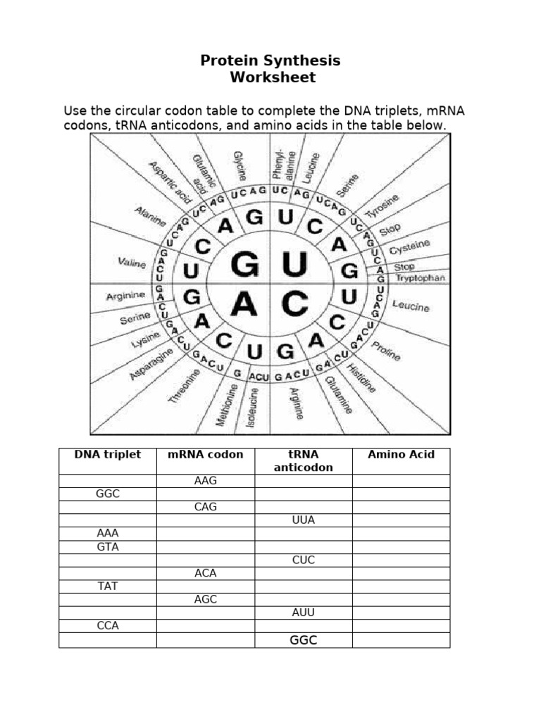 ELS - Protein Synthesis ELS Worksheet | PDF