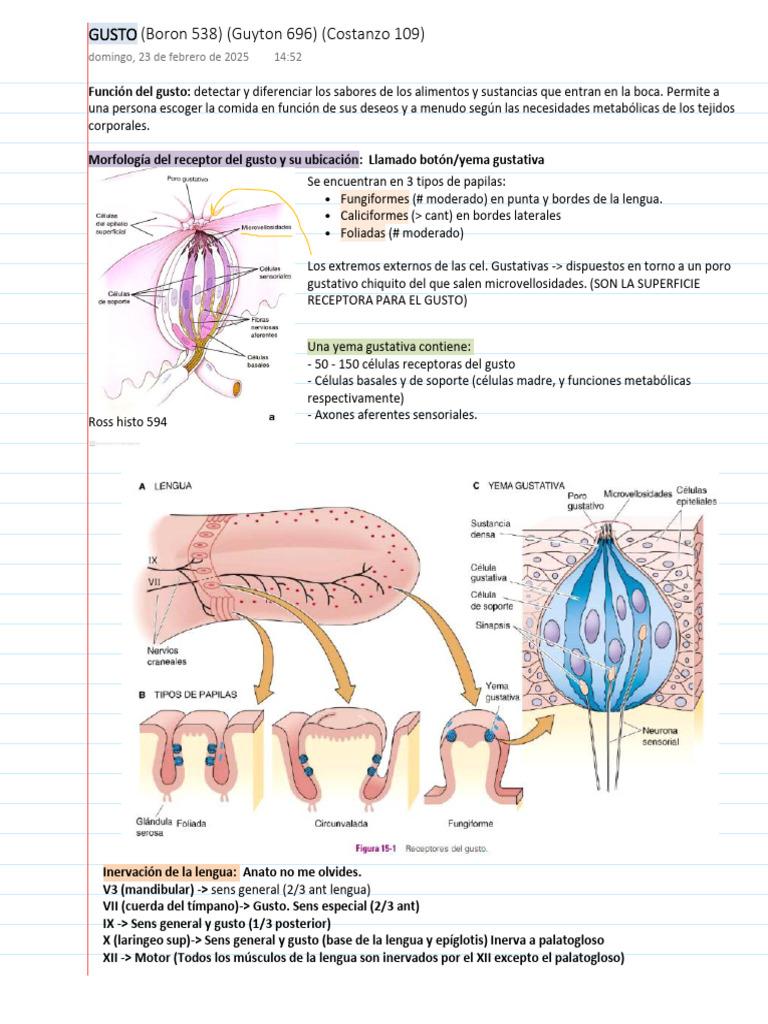 GUSTO Y OLFATO Larinotas Neurofisiología | PDF | Gusto