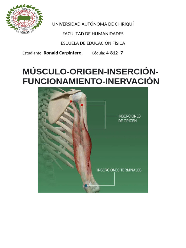 Inserción y función de los músculos | PDF | Músculo | Abdomen