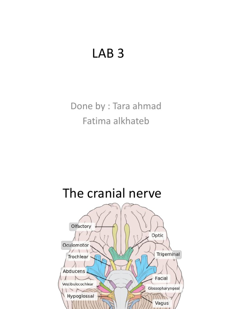 Cranial Nerve Lab by Tara Ahmad | PDF | Wellness