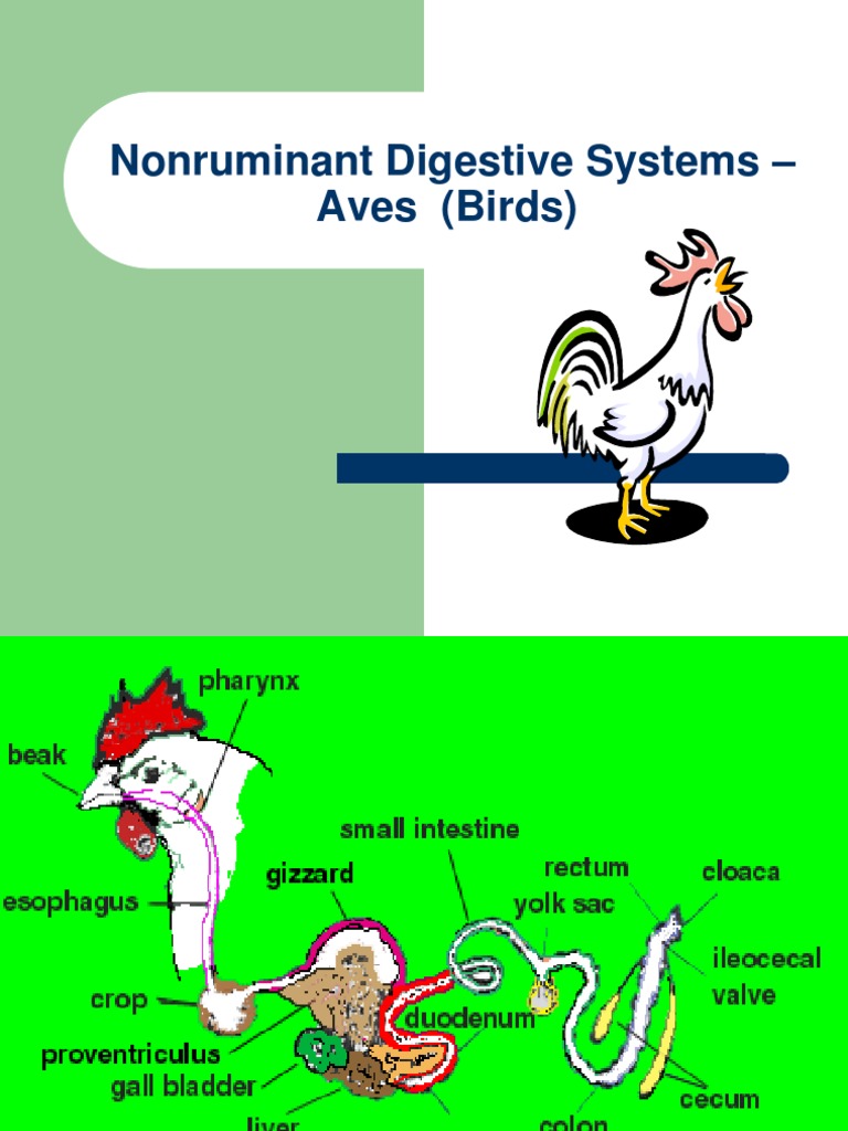 Bird Digestive System Overview | PDF | Digestion | Birds