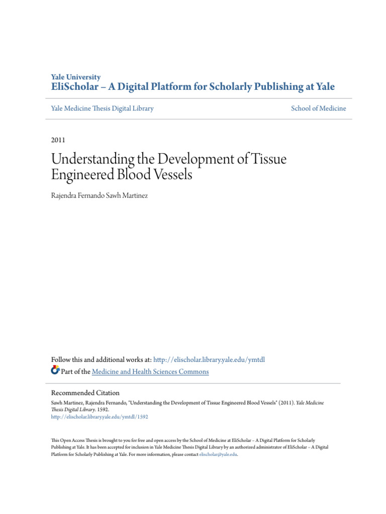 Understanding The Development of Tissue Engineered Blood Vessels | PDF ...