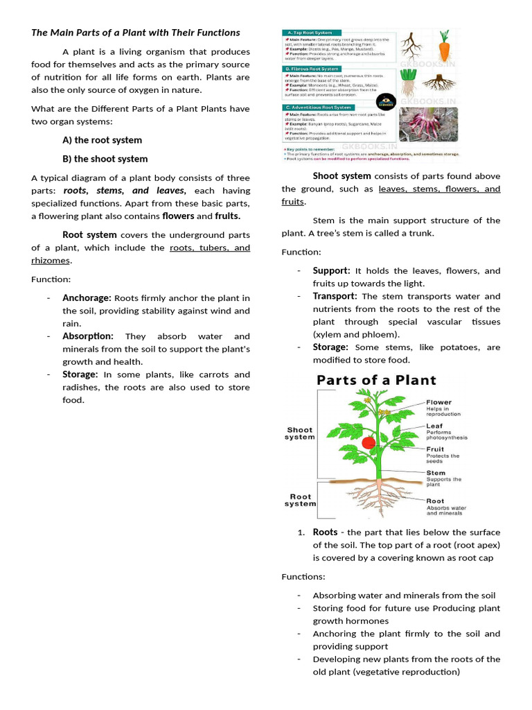 The Main Parts of A Plant With Their Functions | PDF | Root | Flowers