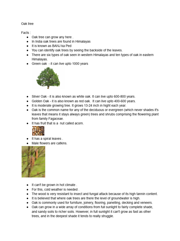 Oak Tree Facts and Identification Guide | PDF