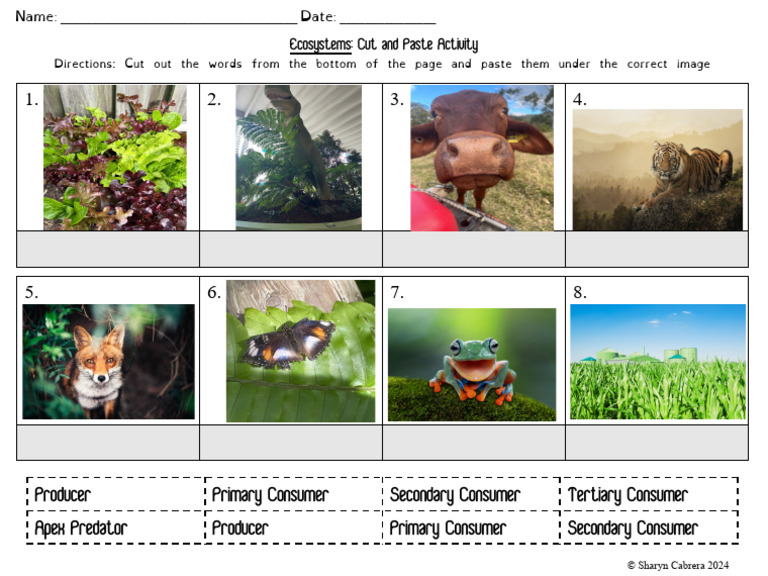 Ecosystem Cut and Paste Activity | PDF