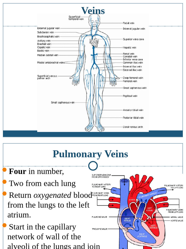 Anatomy of Pulmonary and Systemic Veins | PDF | Vein | Arm