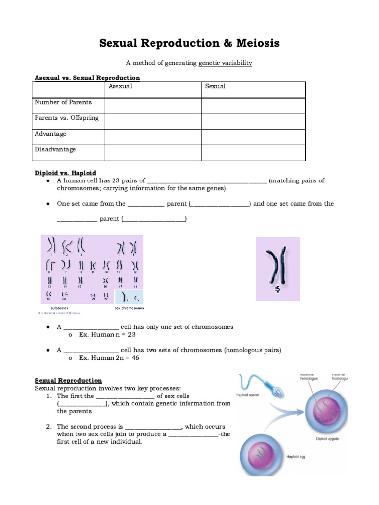 Meiosis-Sexual Reproduction (SS) | PDF | Meiosis | Sexual Reproduction