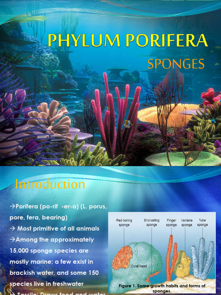 Overview of Porifera Sponges | PDF | Sponge | Zoology