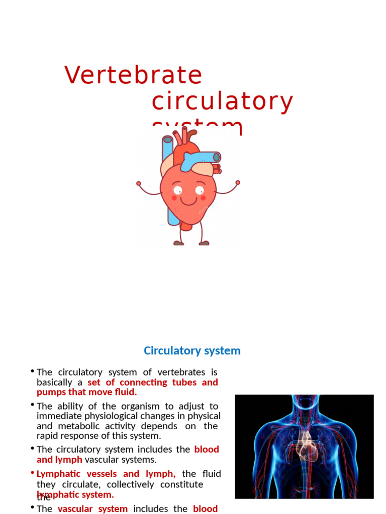 Vertebrate Circulatory System | PDF | Heart | Ventricle (Heart)