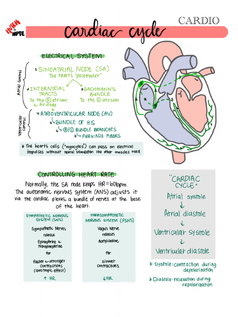 Cardiac Cycle | PDF | Electrocardiography | Heart