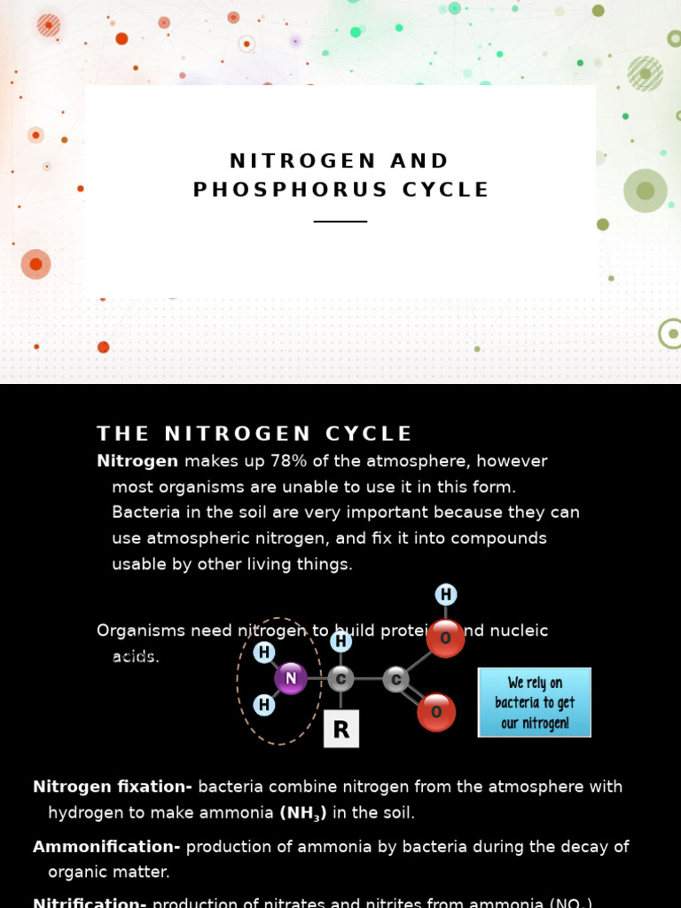 Nitrogen and Phosphorus Cycle Overview | PDF