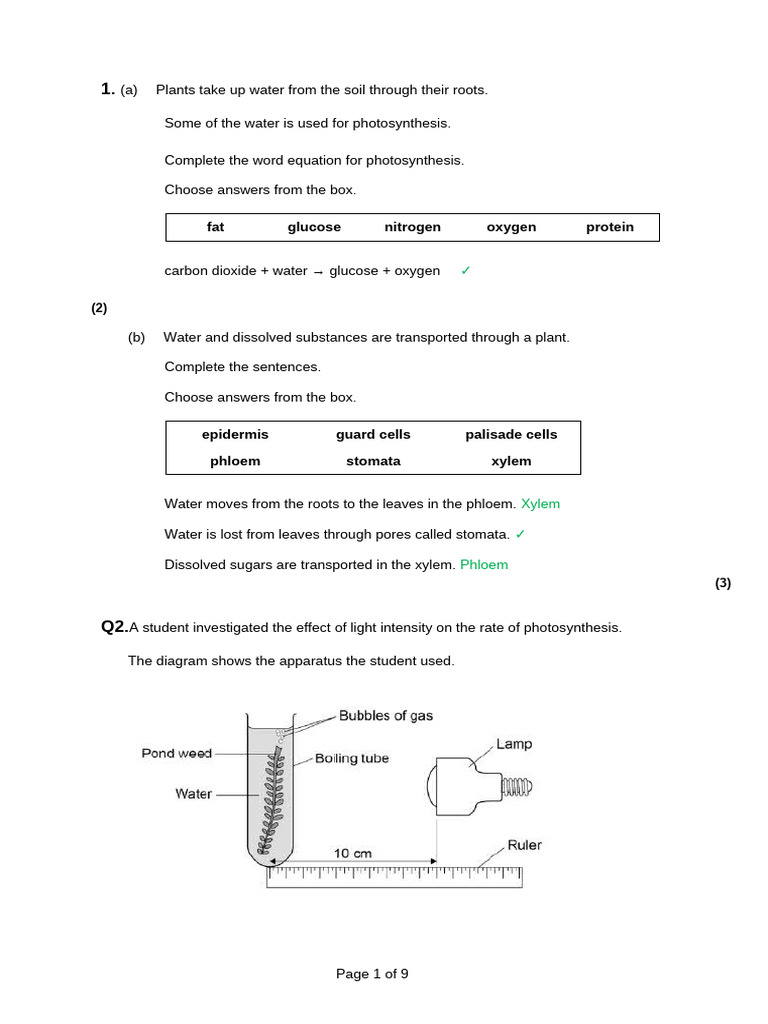 Photosynthesis Exam Q and MS Marked | PDF | Photosynthesis | Chloroplast