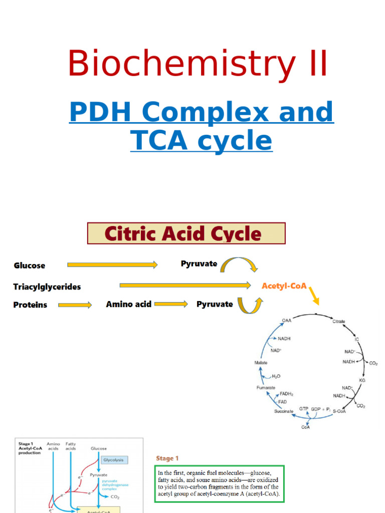 4 - PDH Complex and TCA Cycle | PDF