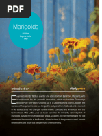 Marigolds Full Text | PDF