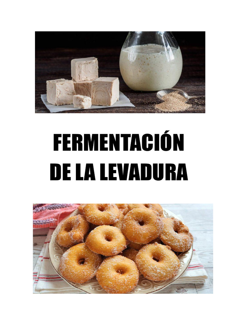 Fermentación De Levadura Y Buñuelos Pdf Levadura Fermentación