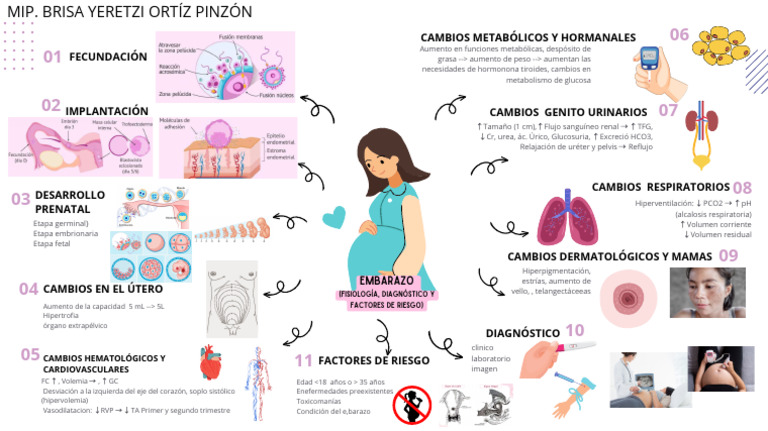 Mapa Mental Embarazo (Fisiología, FR,) | PDF | El embarazo | Fisiología